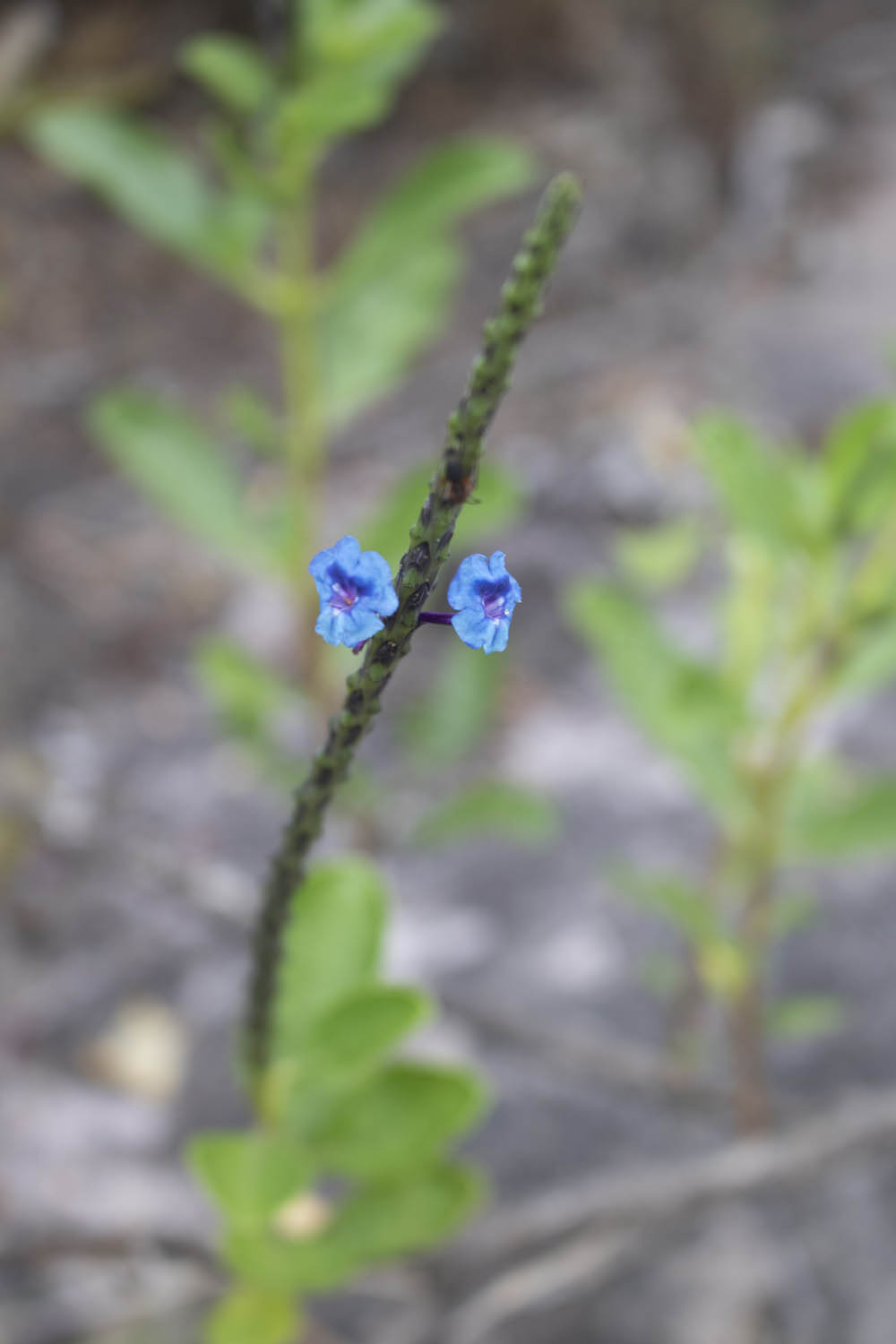 Gervão – Stachytarpheta crassifolia – Foto Cristine Prates – Jornal da ...