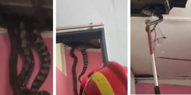 #Vídeo: Cobras caem do teto de uma casa na Malásia e imagens viralizam ...